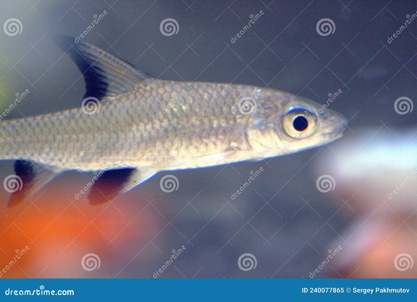 Aquarium fish shark s bala stock image. Image of reef - 240077865