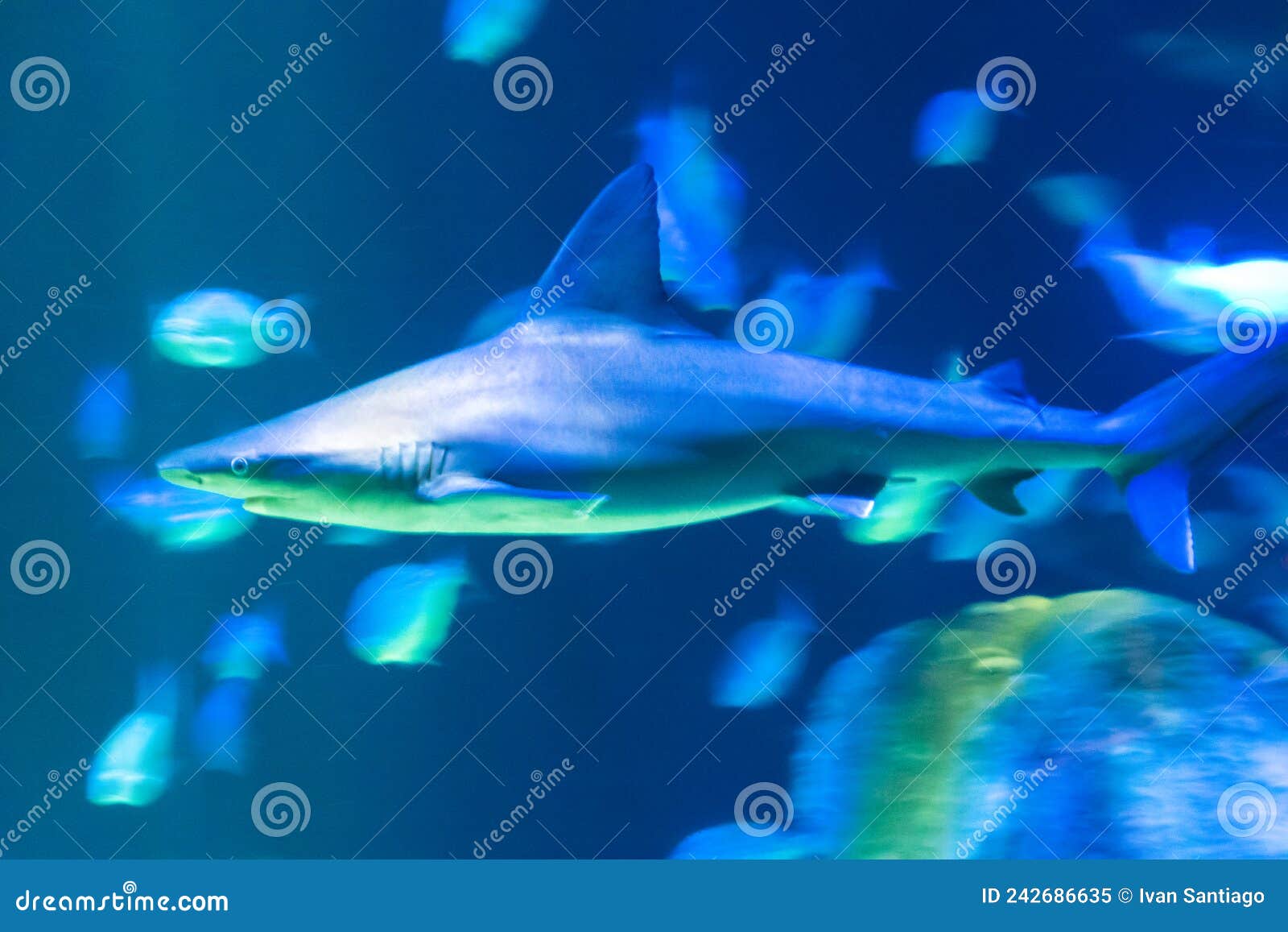 Aquarium Fish swimming stock image. Image of ocean, organism - 242686635