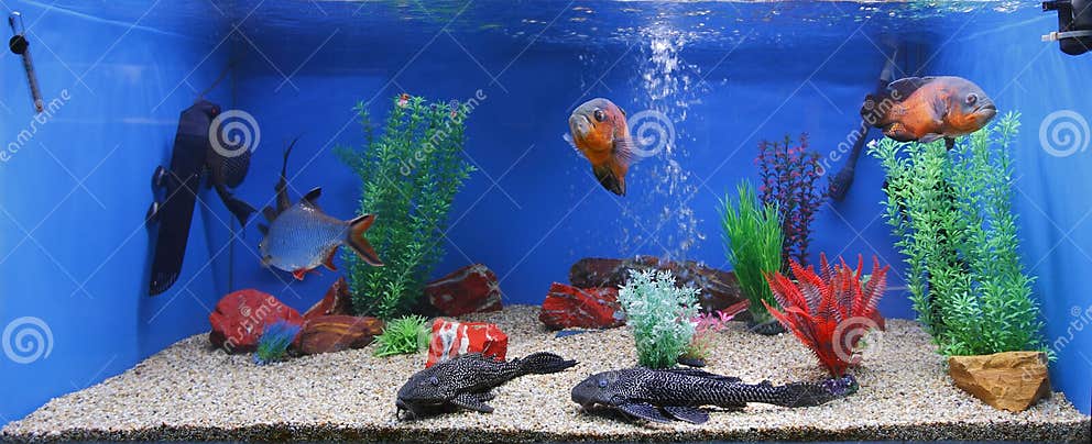 Aquarium fish tank stock photo. Image of warm, pleck - 27237322