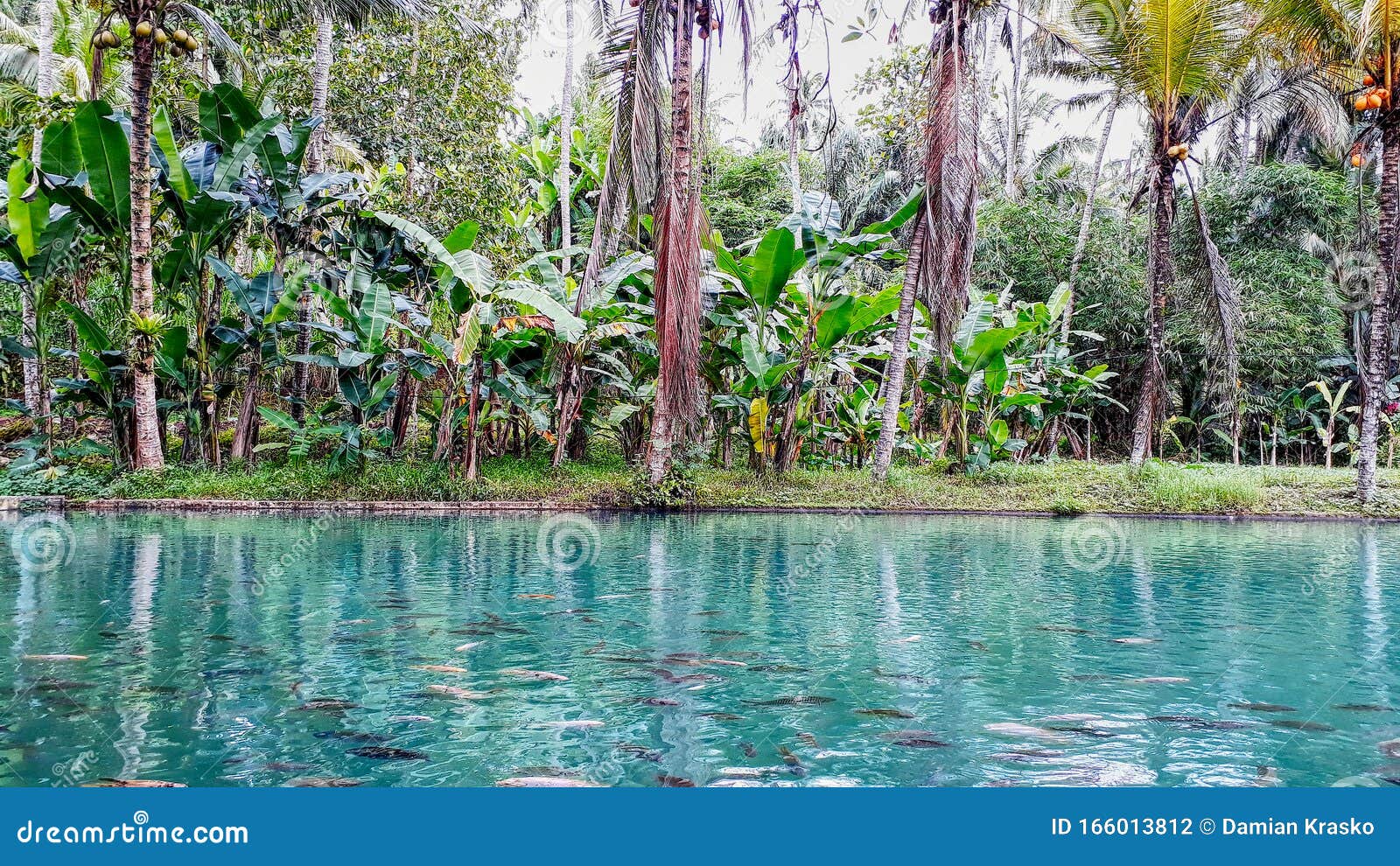 Aquarium Fish in the Temple of Indonesia. Stock Photo - Image of ...