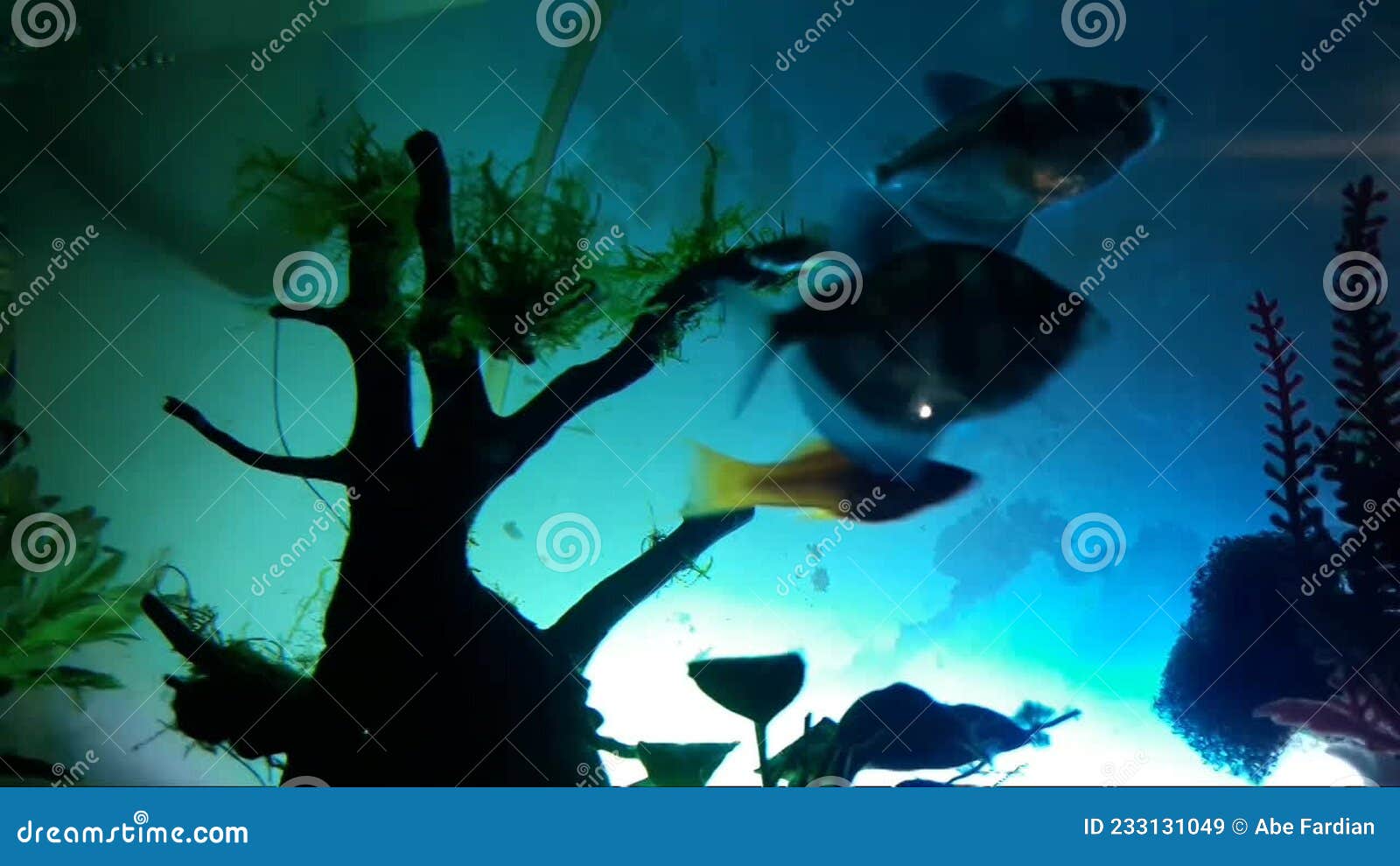 Fish Trough Stock Footage & Videos - 24 Stock Videos