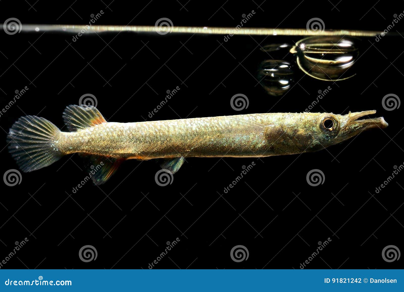 Wrestling Halfbeak,Hemiramphidae,Dermogenys,long Mouth And Body Royalty ...