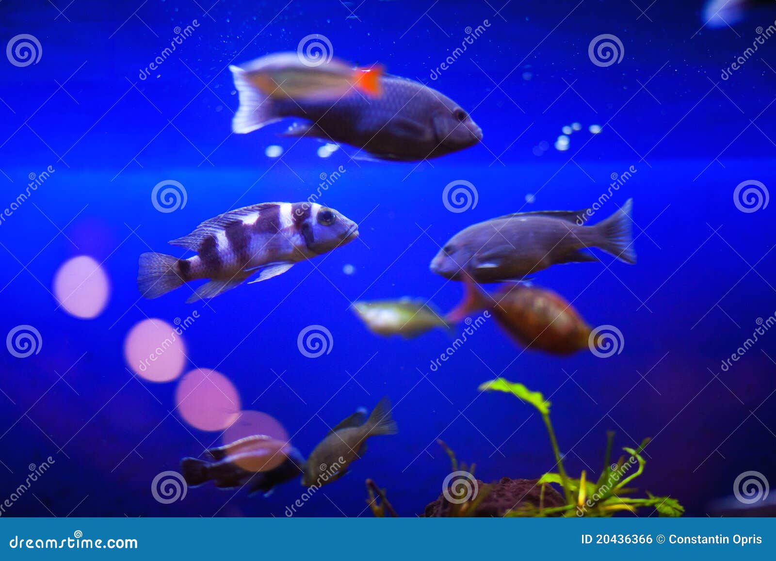 Aquarium fishes stock photo. Image of blue, pisces, fish - 20436366