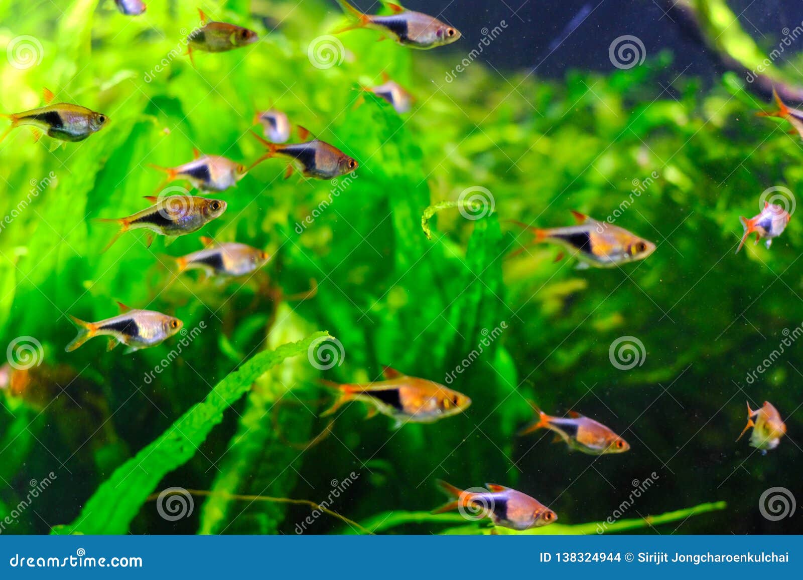 Aquarium Fishes in Dark Deep Blue Water Stock Photo - Image of fishes ...