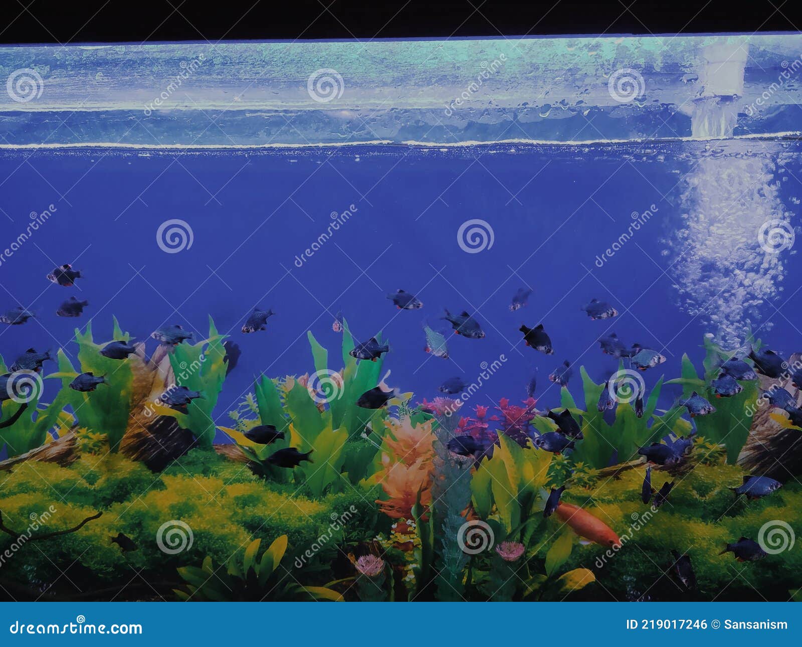 Aquarium full of fish stock photo. Image of screenshot - 219017246