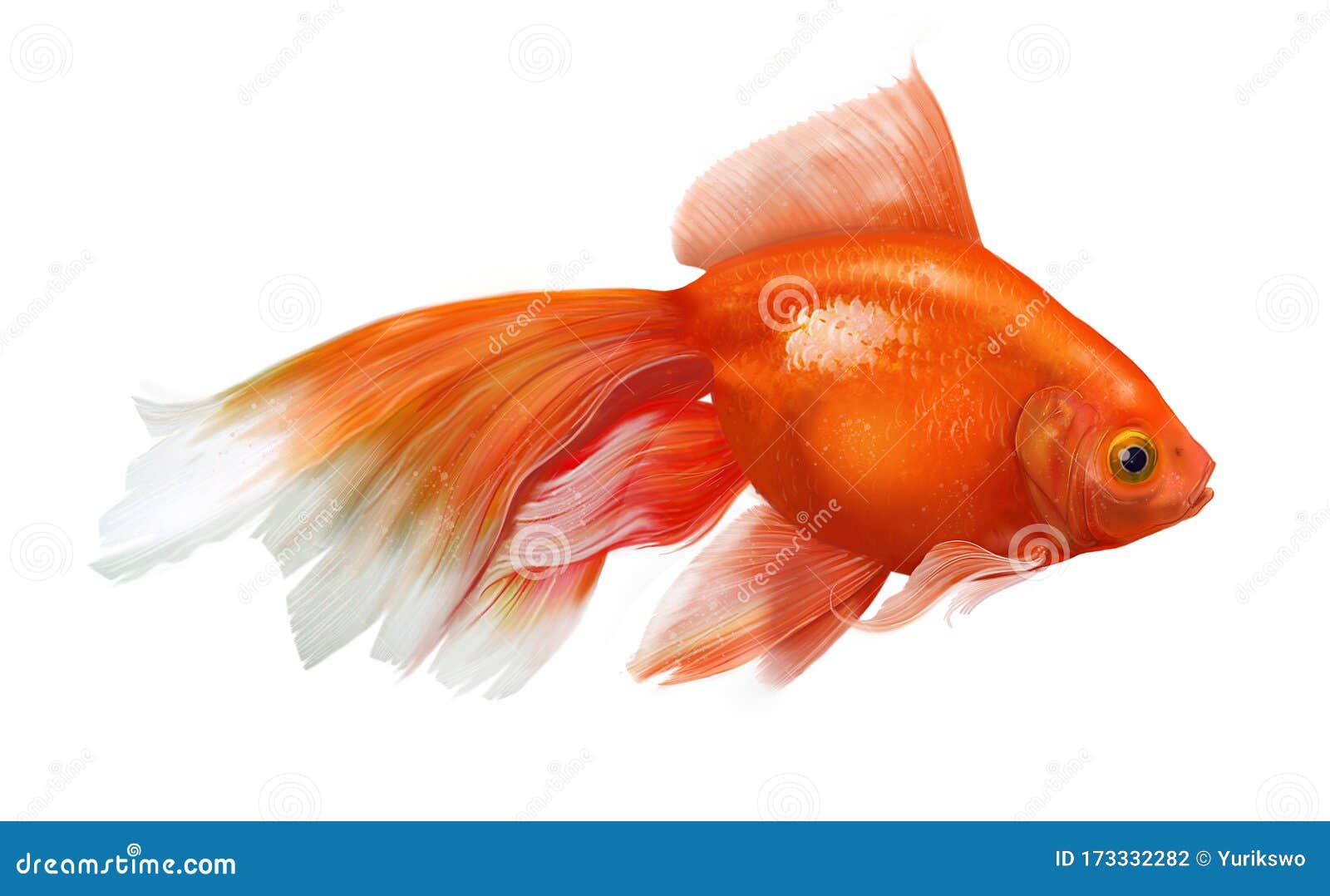 Aquarium Beautiful Golden Fish Draw Stock Photo - Image of blue ...