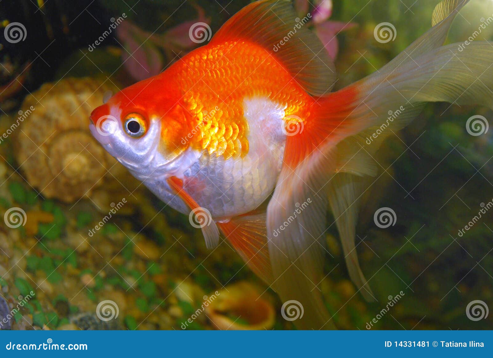 Aquarium Goldfish. Stock Image - Image: 14331481