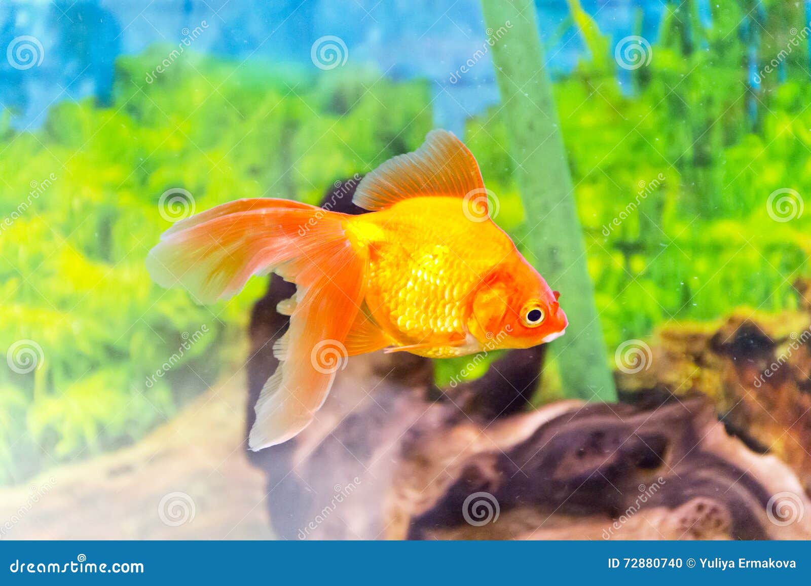 Aquarium goldfish stock photo. Image of turquoise, aquarium - 72880740