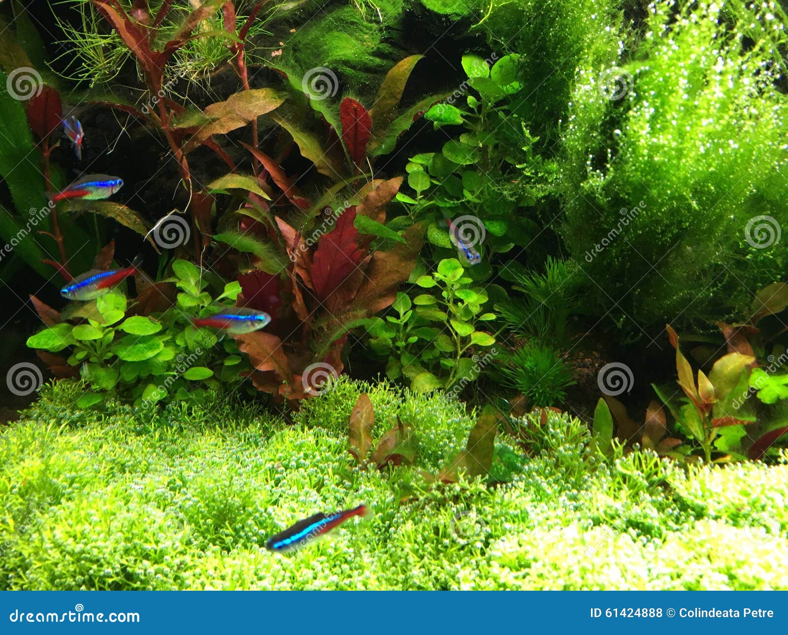 Aquarium grass super editorial stock photo. Image of aquarium - 61424888