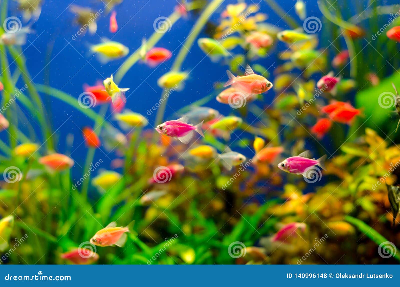 Aquarium with Many Colored Fish Stock Photo - Image of fishes, pink ...