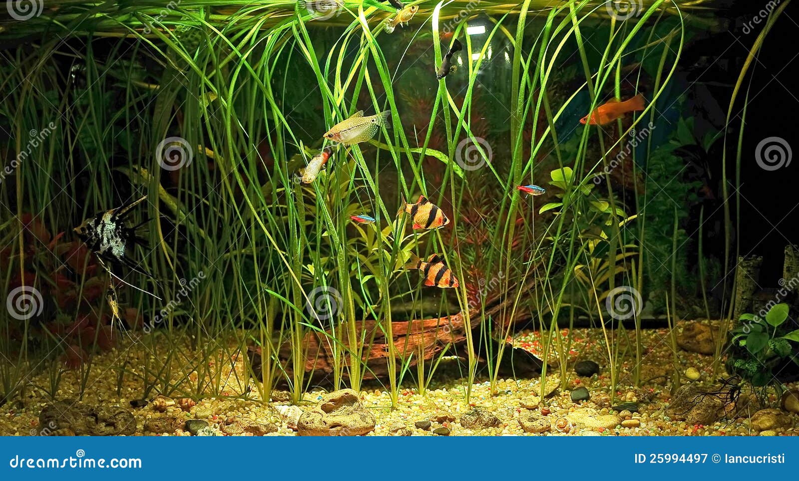 Many Fish On The Surface Of The Alboran Sea In The Strait Of Gibraltar ...