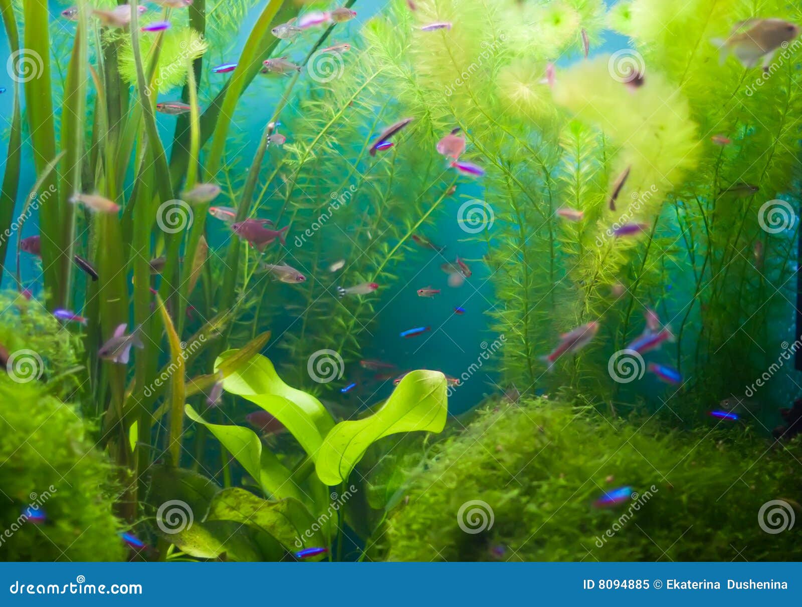 Aquarium Met Vissen En Zeewier Stock Afbeelding - Image of motie ...