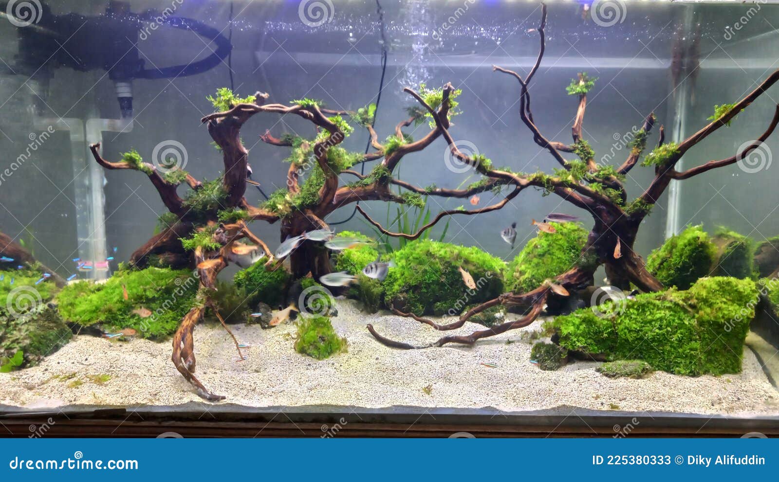 Aquarium with Natural Ecosystem Stock Image - Image of garden, flower ...