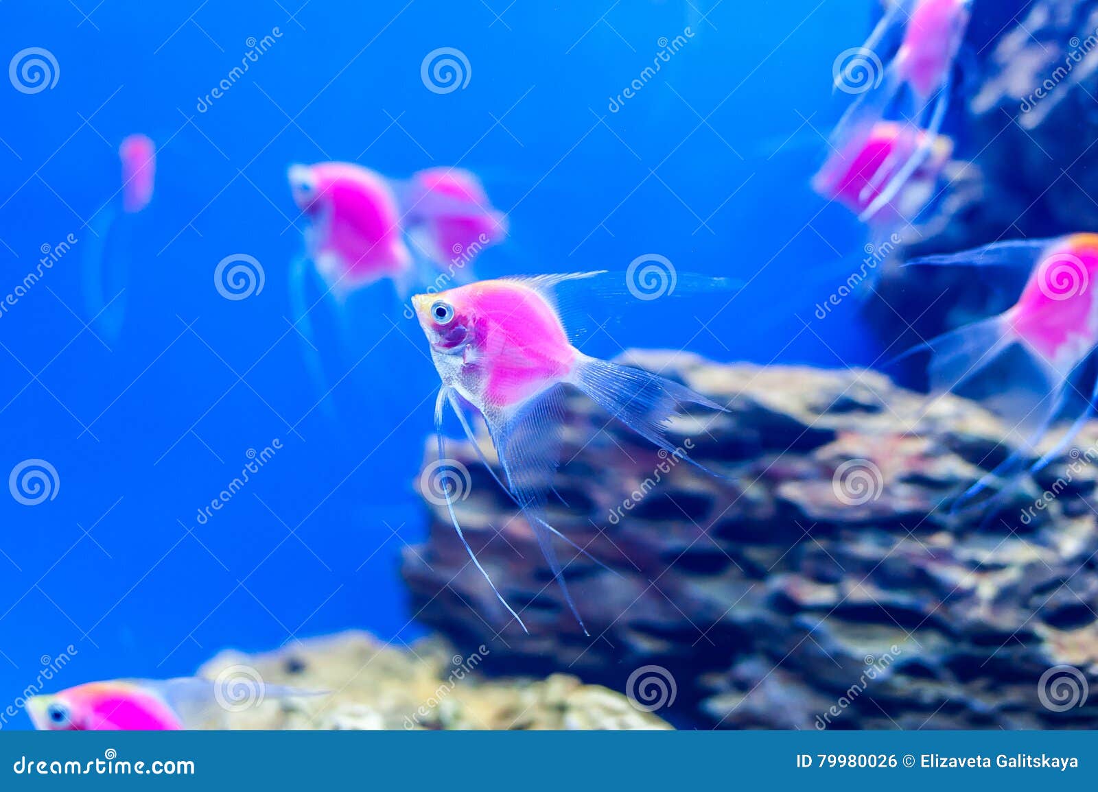 Aquarium with pink fish stock photo. Image of dress, bowl - 79980026