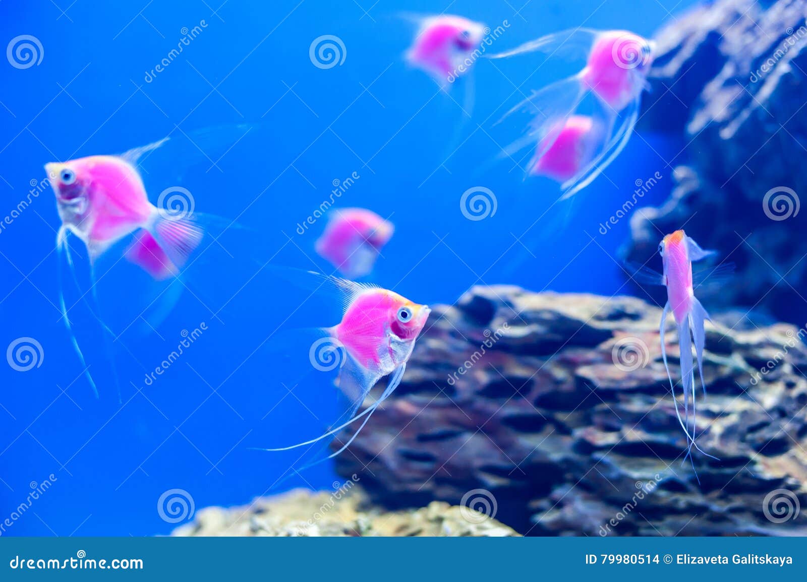 Aquarium with pink fish stock photo. Image of asian, inspiration - 79980514
