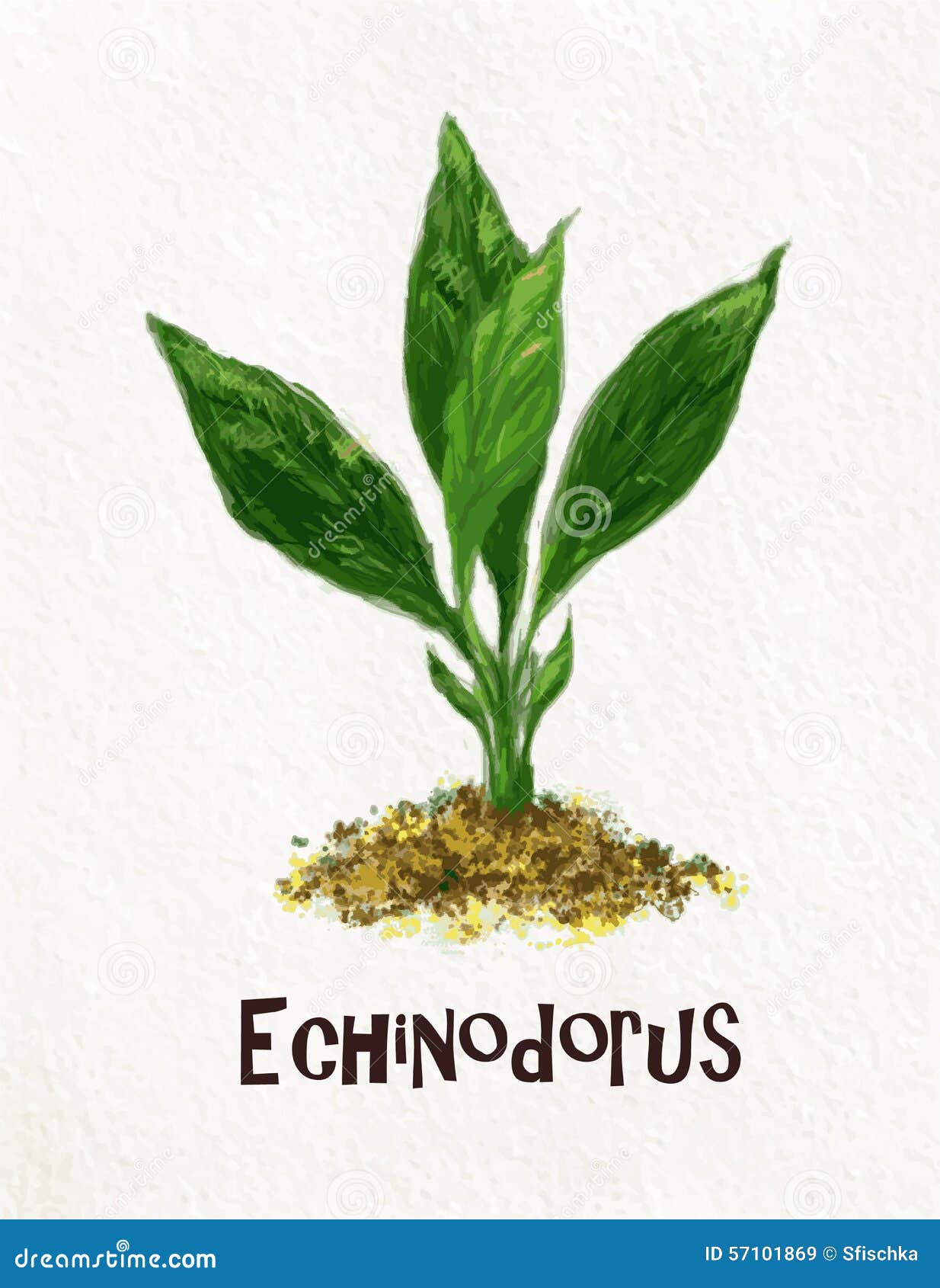 Aquarium plant Echinodorus stock vector. Illustration of drawing - 57101869