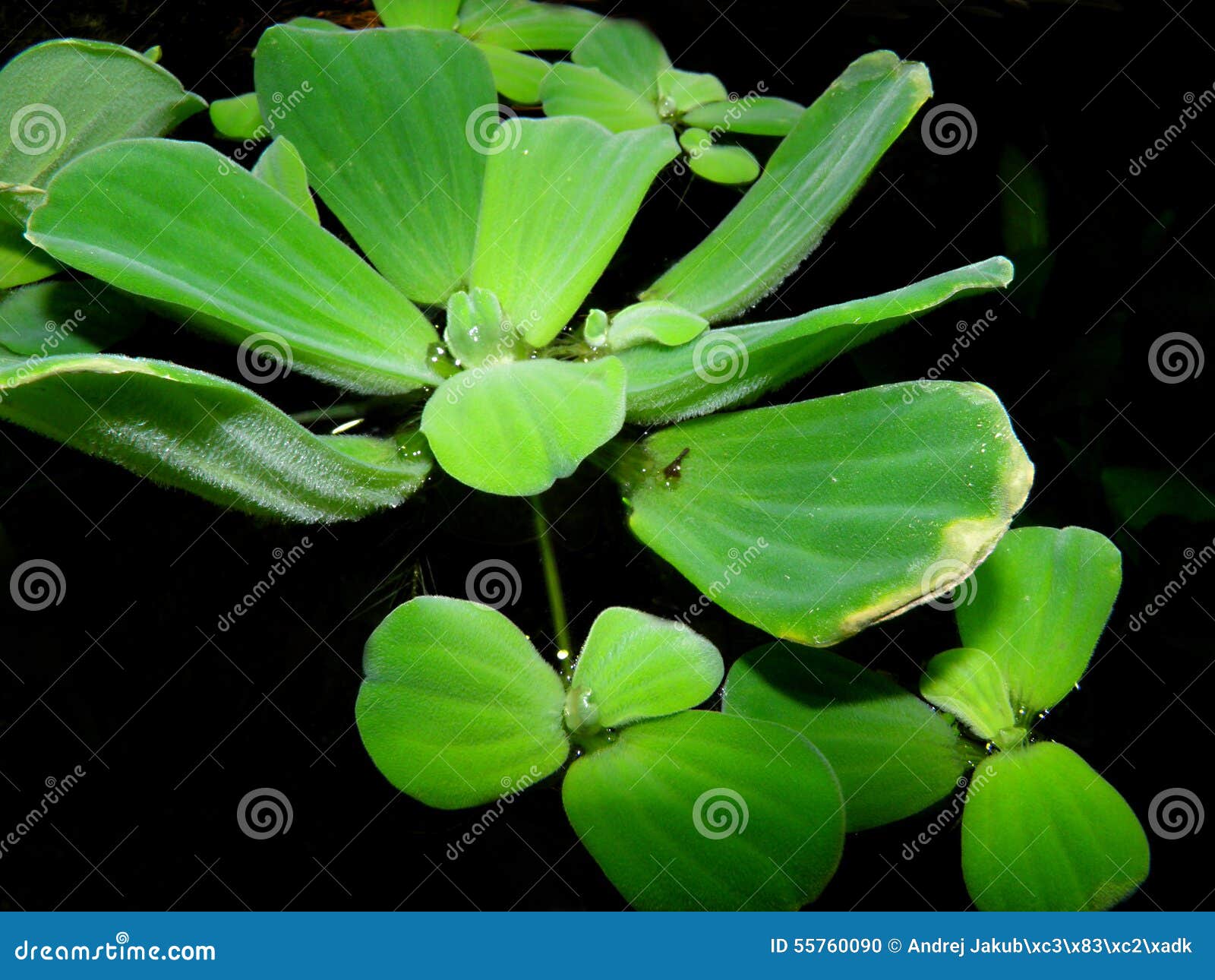 Pistia Sp Stock Photos - Free & Royalty-Free Stock Photos from Dreamstime