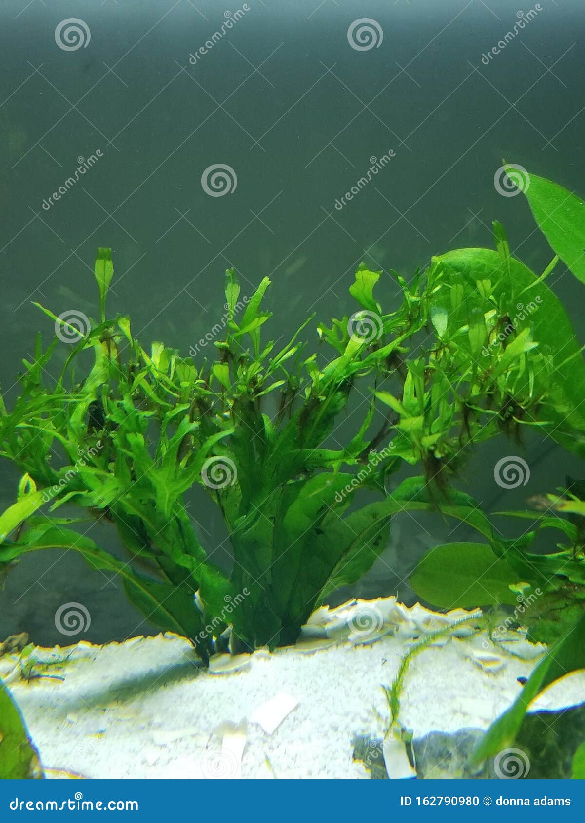 Aquarium plant stock photo. Image of aquarium, java - 162790980