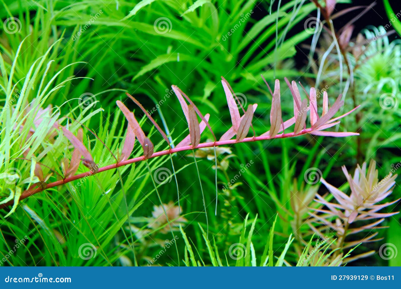 Rotala Colorata