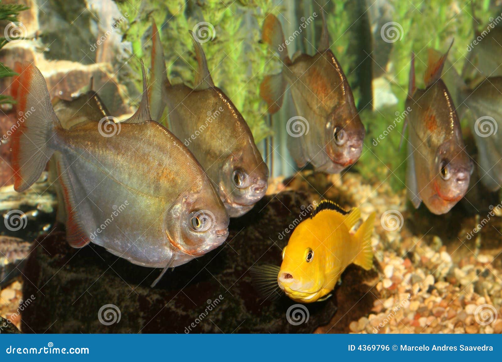 Aquarium Samples. Picture Image: 4369796