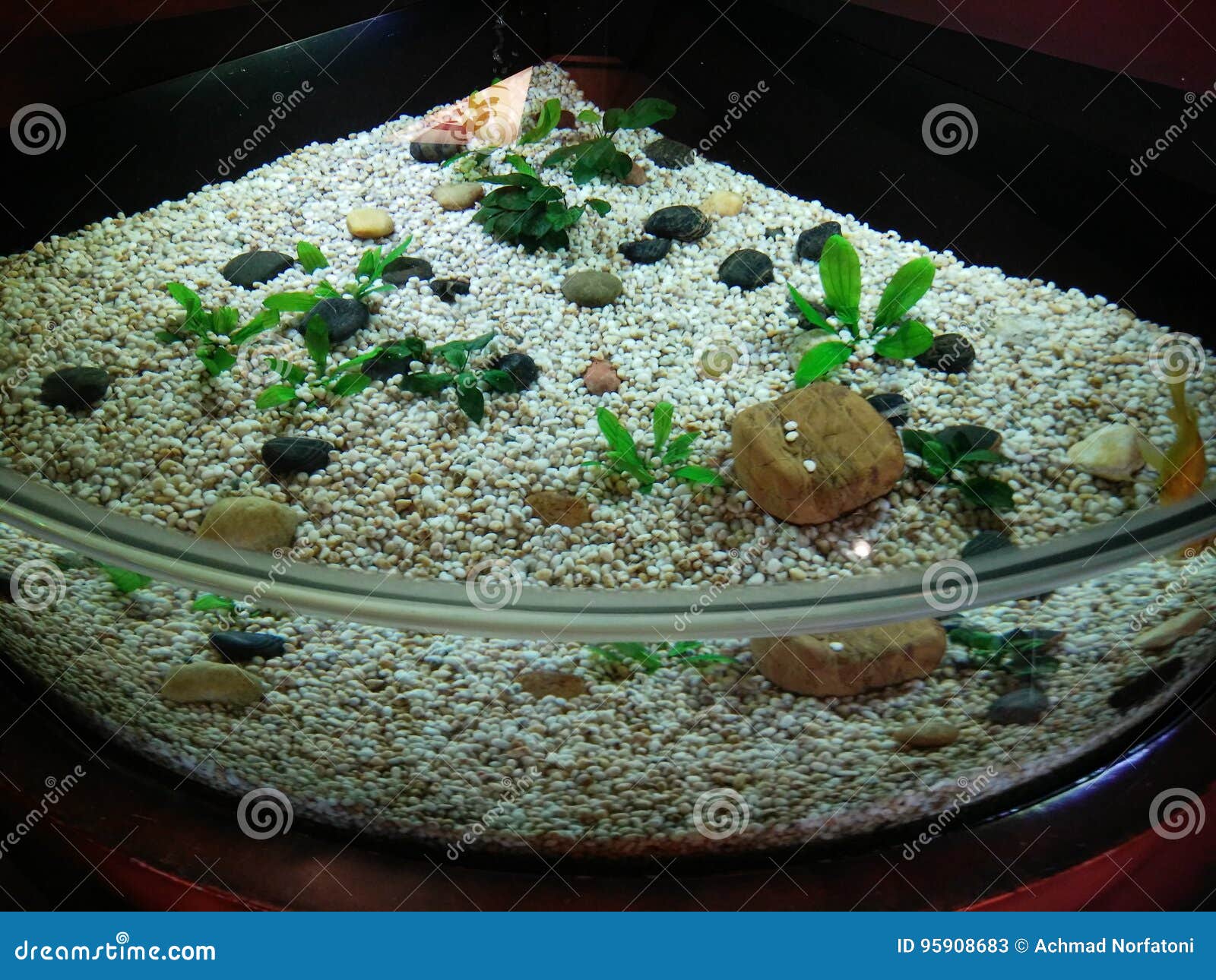 Aquarium sand stock image. Image of fish, sand, aquarium - 95908683