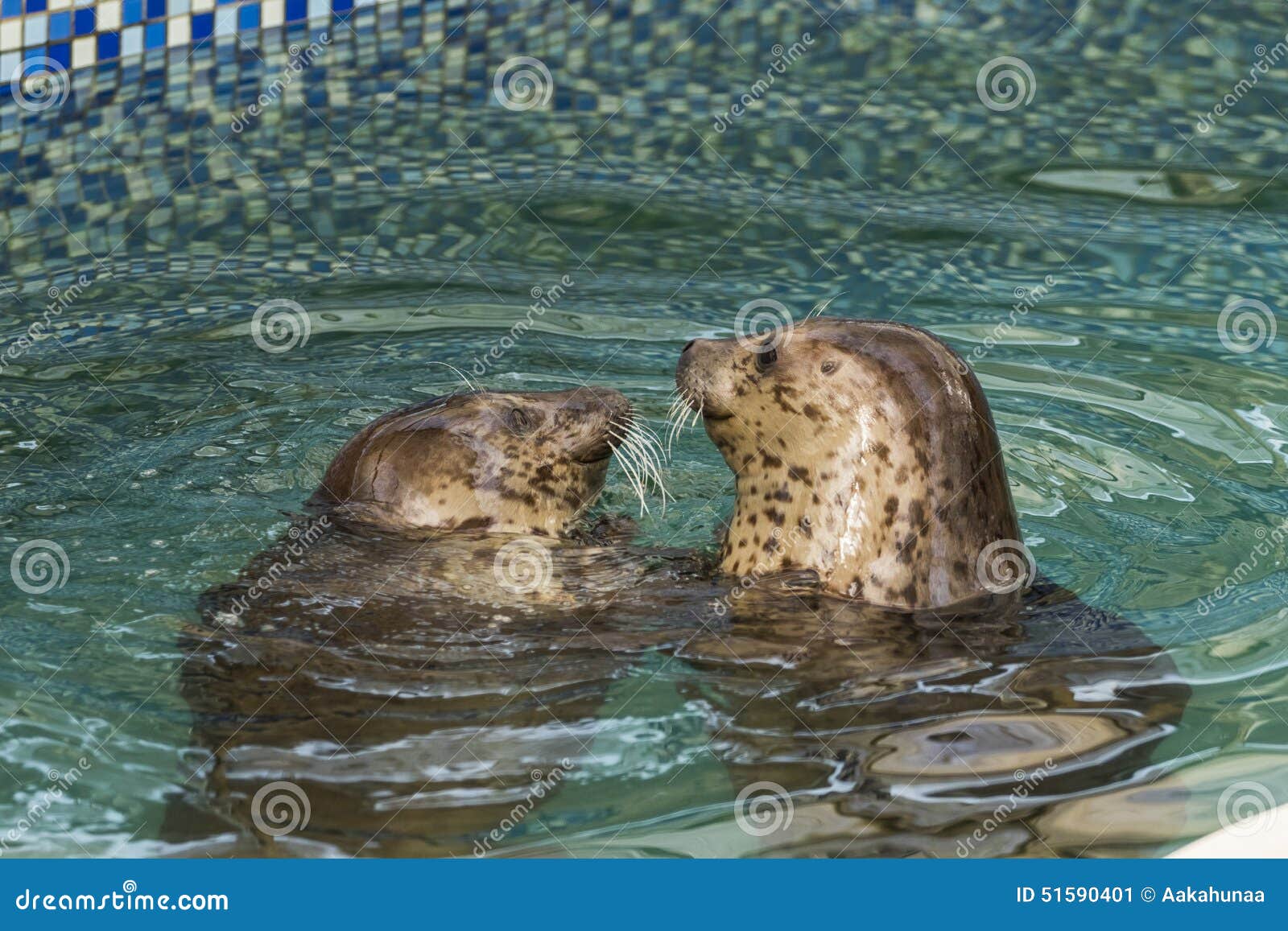 Aquarium Seals Stock Image | CartoonDealer.com #51590401