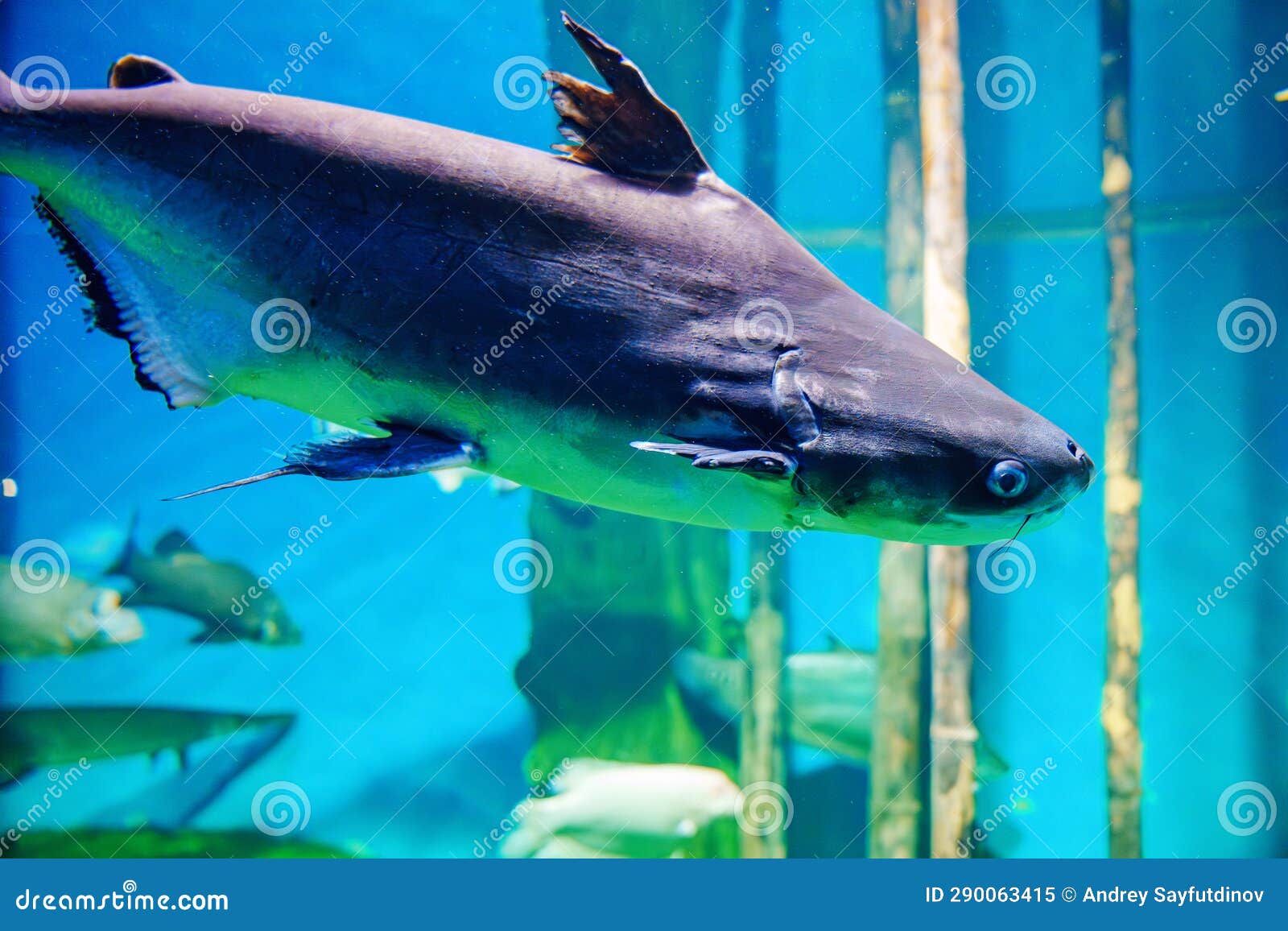 Aquarium Shark Behind Glass in the Aquarium. Stock Image - Image of ...