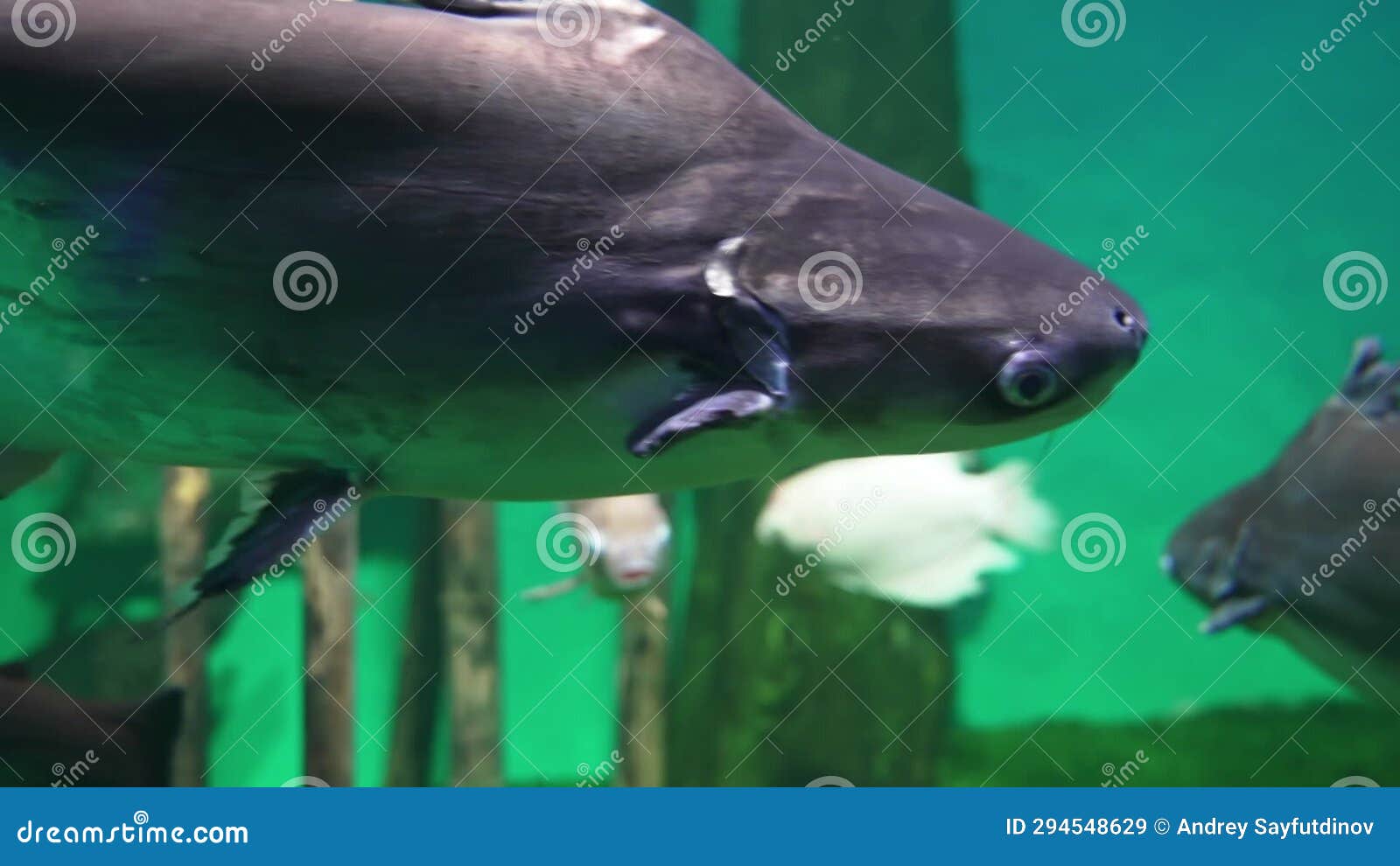 Aquarium Shark Behind Glass in the Aquarium. Stock Video - Video of ...