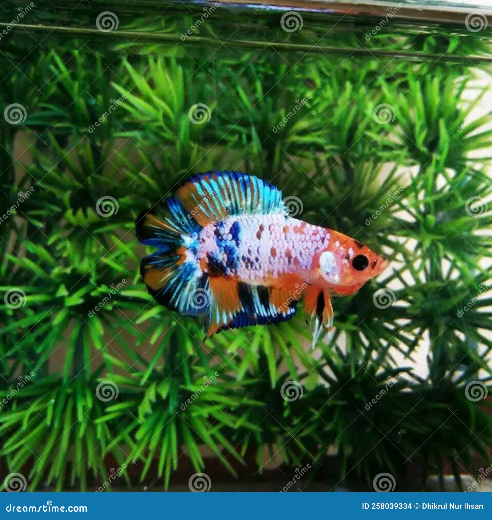 Aquarium Sous-marin Animal Betta Fish Duobel Queue Photo stock - Image ...