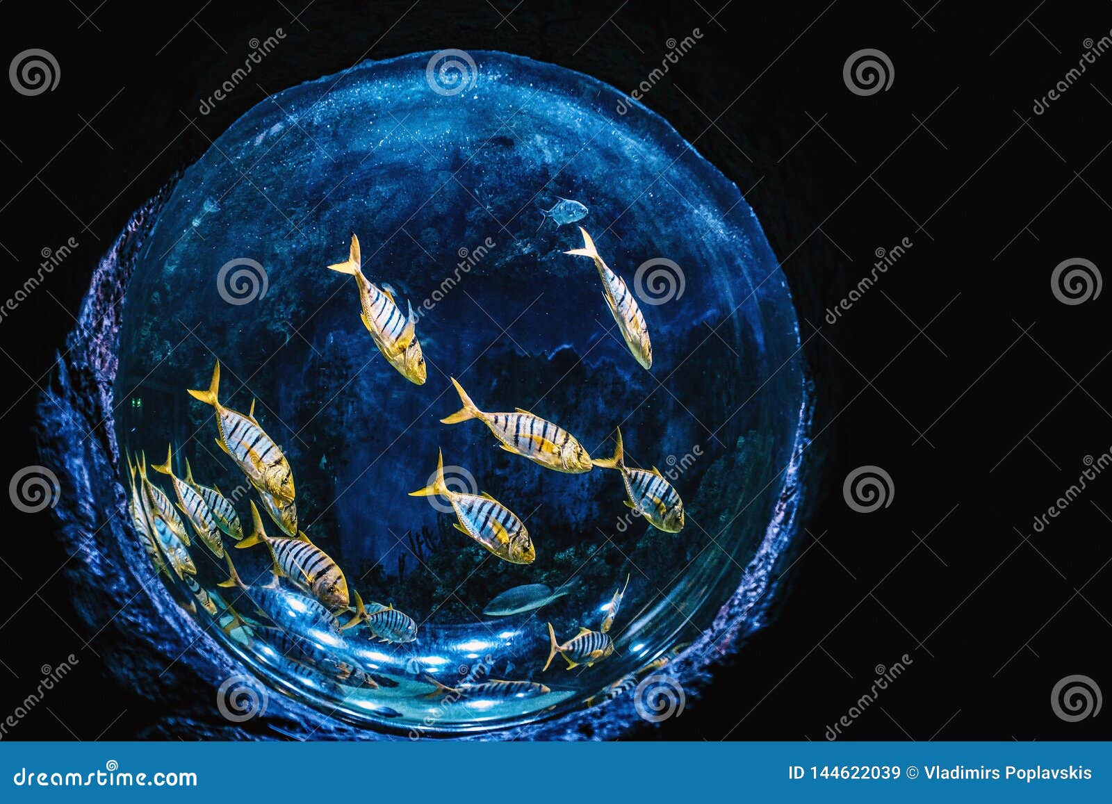 Aquarium of Spherical Shape with Exotic Fishes Stock Image - Image of ...