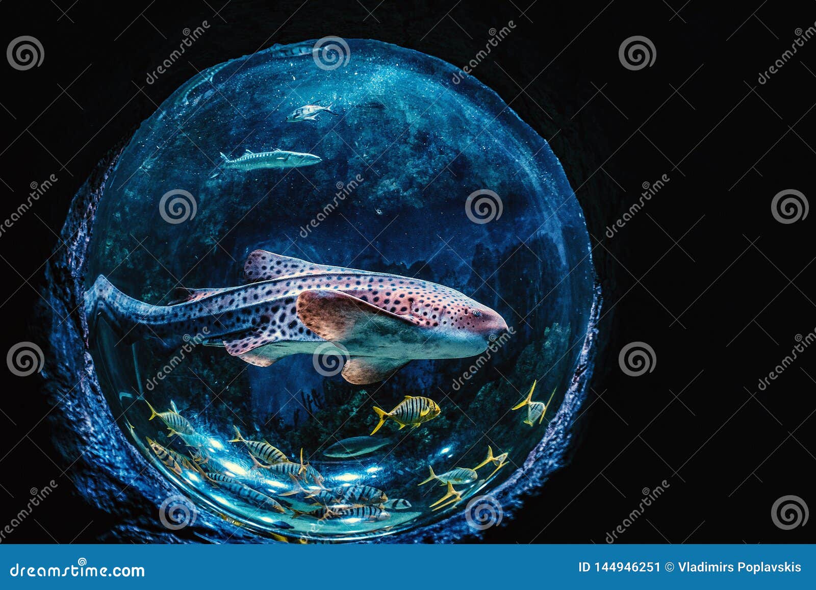 Aquarium of Spherical Shape with Exotic Fishes Stock Image - Image of ...