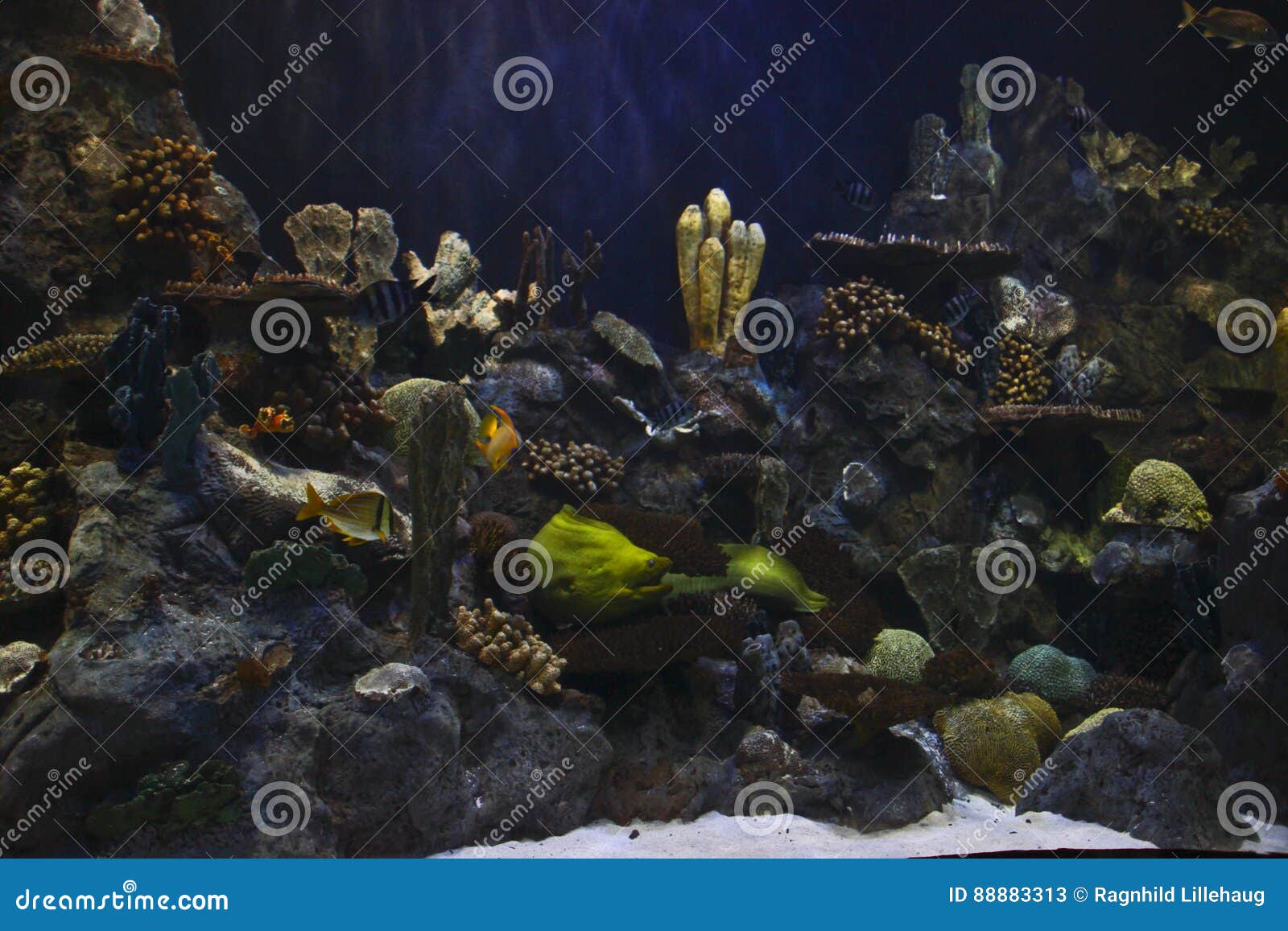 Aquarium stock image. Image of playing, mammal, love - 88883313