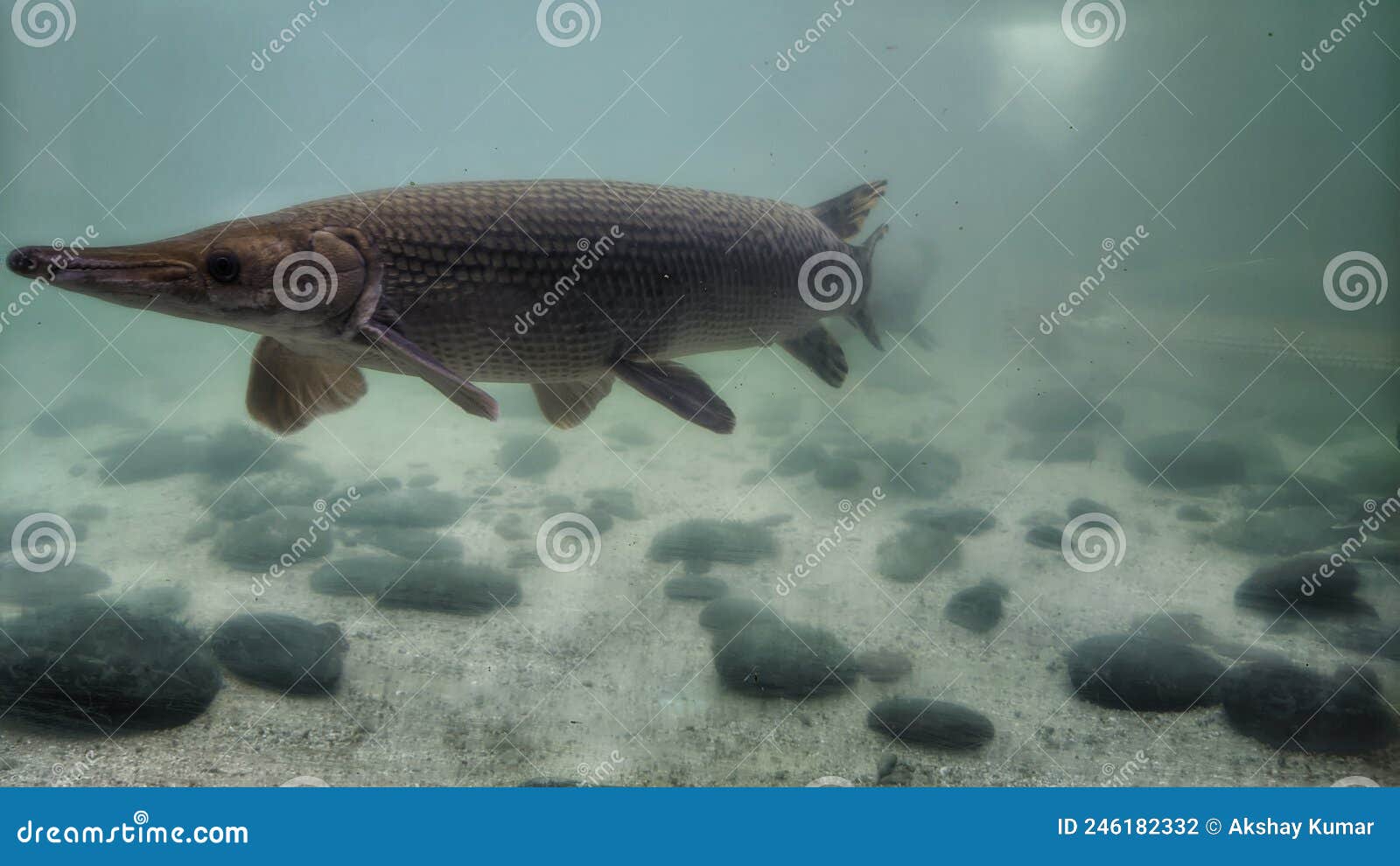 Aquarium in surat stock photo. Image of wildlife, animal - 246182332