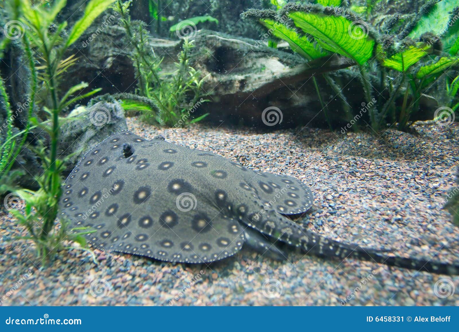 Tropical Rayfish Photos - Free & Royalty-Free Stock Photos from Dreamstime