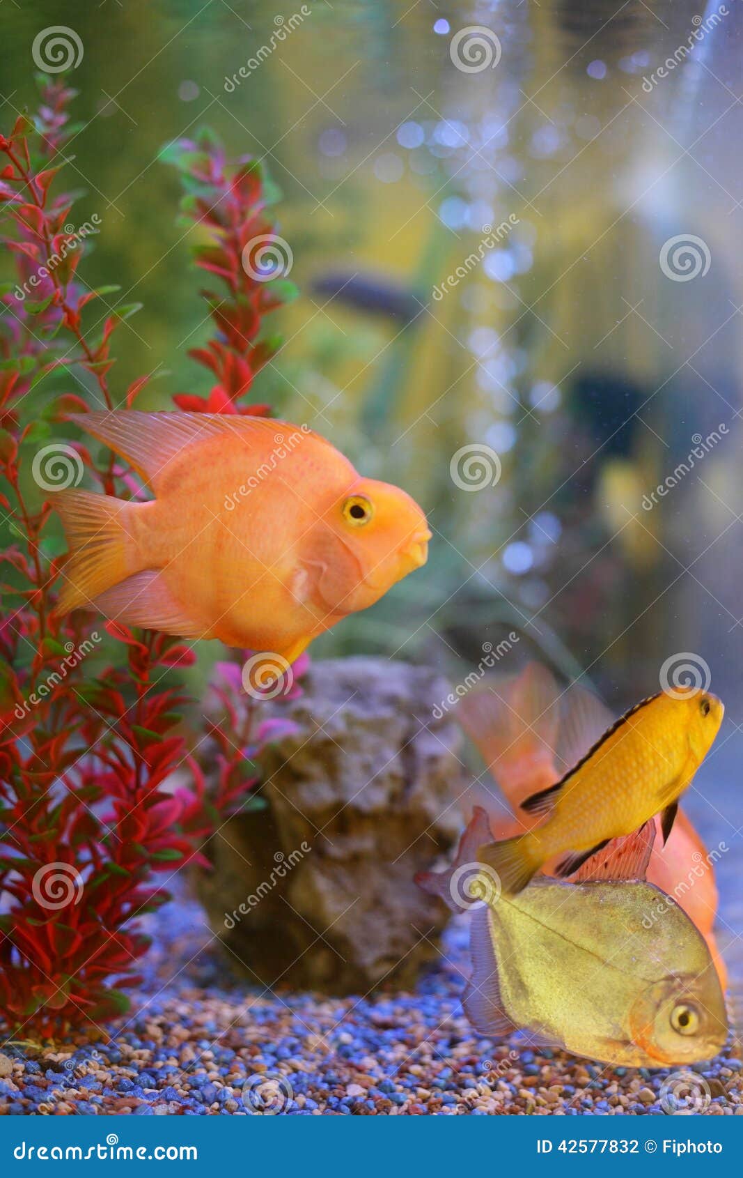 Aquarium Tank Close Up with Cute Fish Stock Photo - Image of home ...