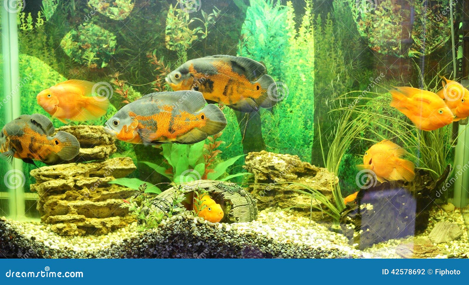 Aquarium Tank Close Up with Cute Fish Stock Photo - Image of animal ...