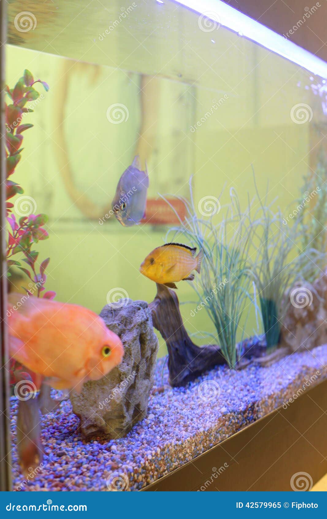 Aquarium Tank Close Up with Cute Fish Stock Image - Image of aquarium ...