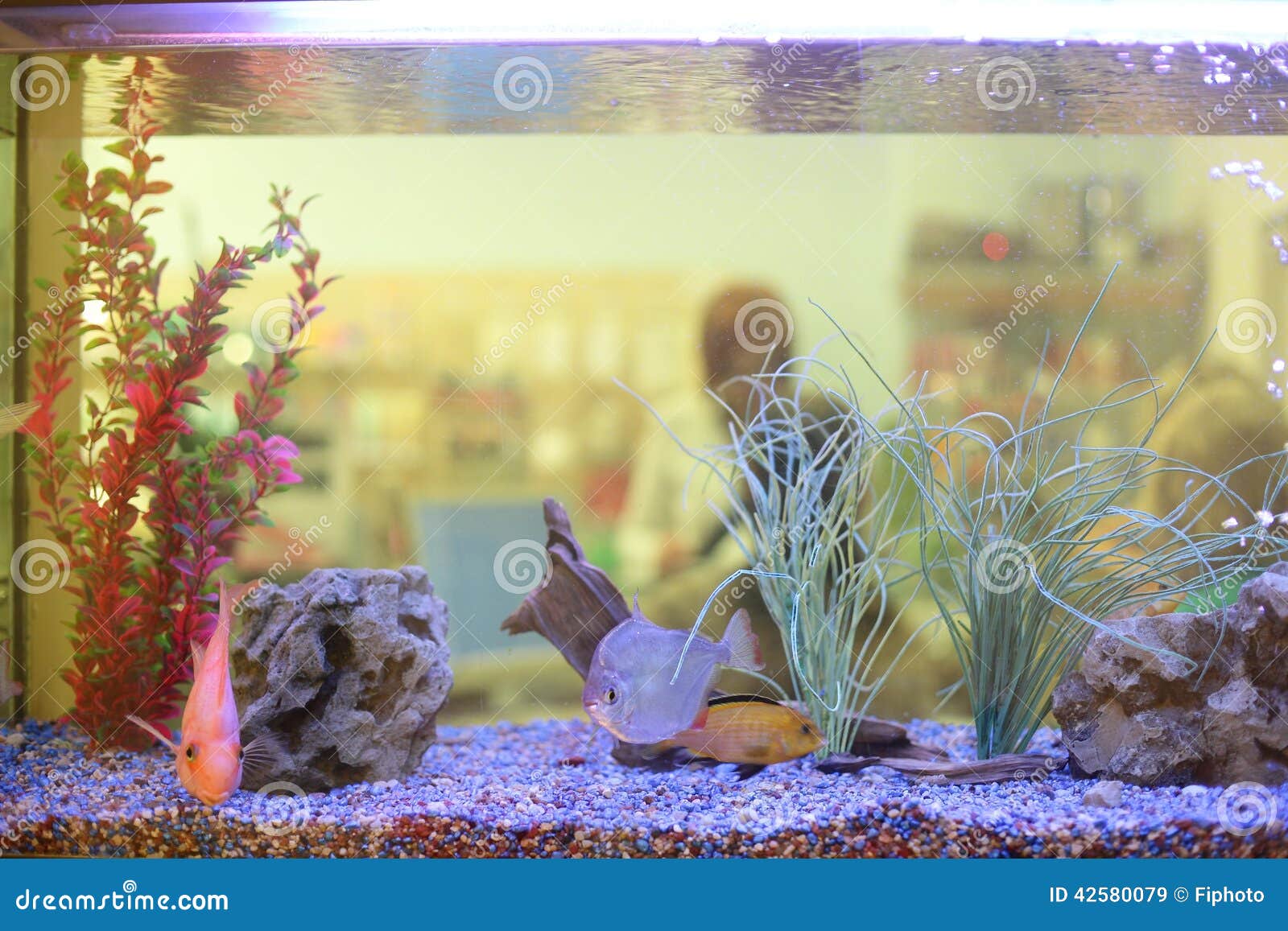 Aquarium Tank Close Up with Cute Fish Stock Image - Image of glass ...