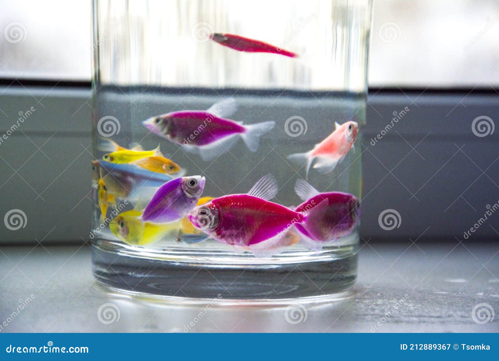 In the Aquarium There are Thorny Fish Stock Image - Image of animal ...