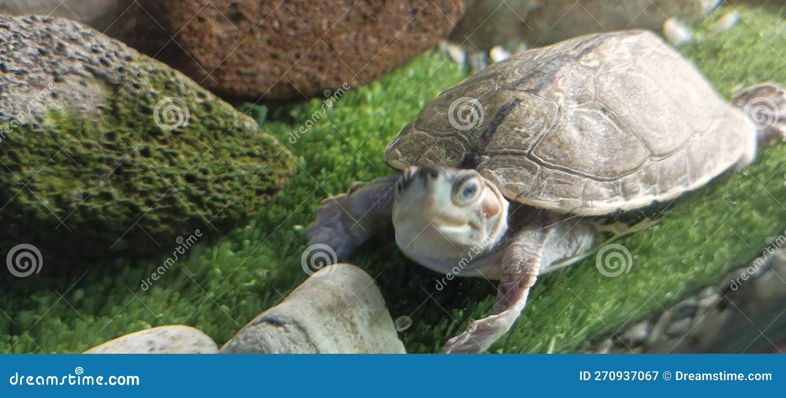 Aquarium turtle water stock image. Image of aquarium - 270937067