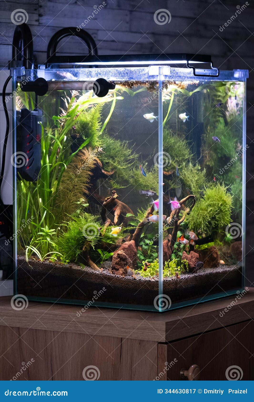 Aquarium with Variety Tropical Fish and Plants Inside Stock Image ...