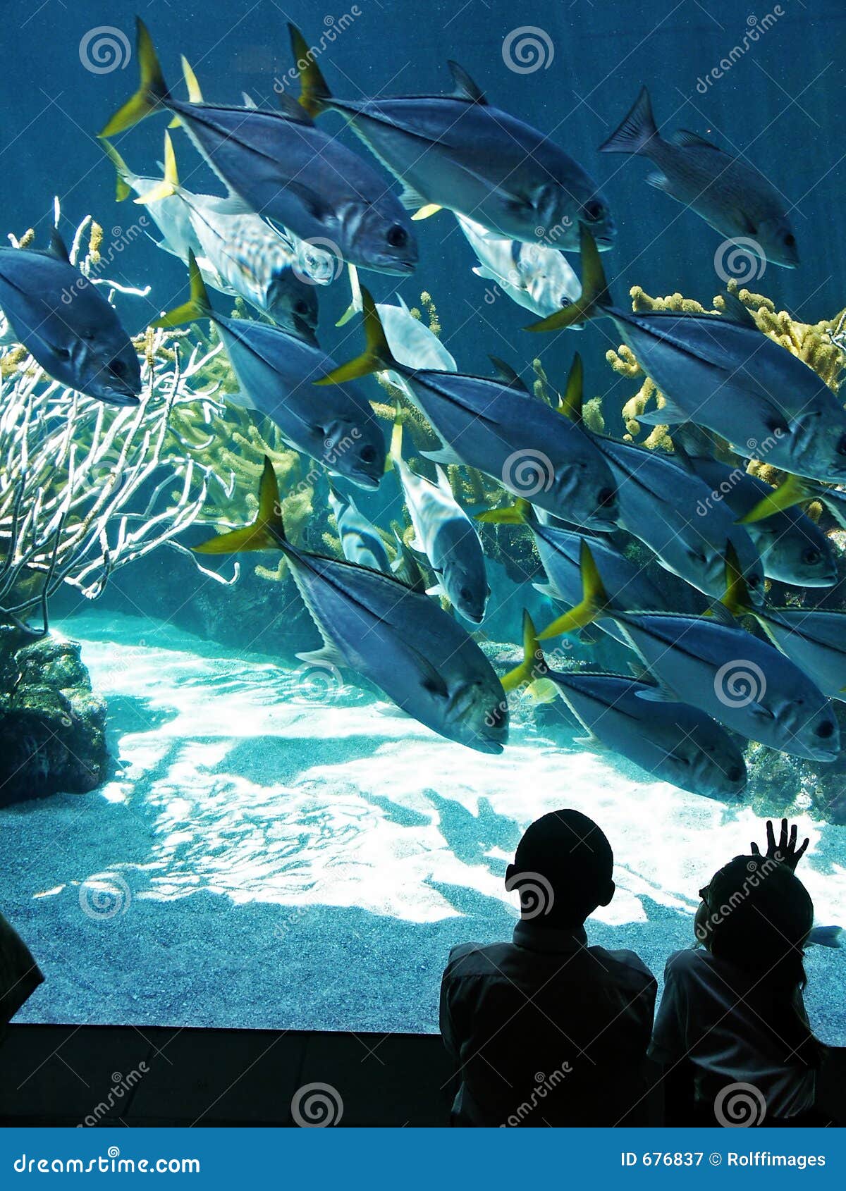 Aquarium And Boy, Visit In Oceanarium, Underwater Tunnel And Kid ...