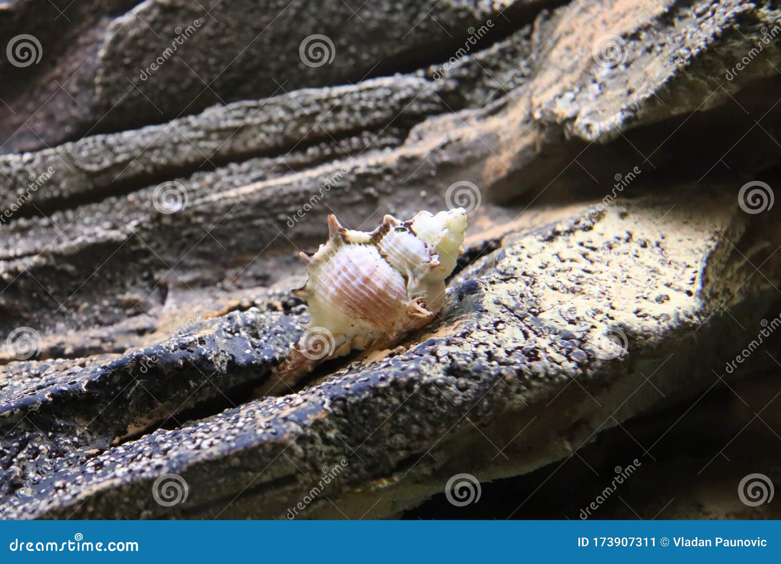 Aquarium white shell stock image. Image of water, animals - 173907311