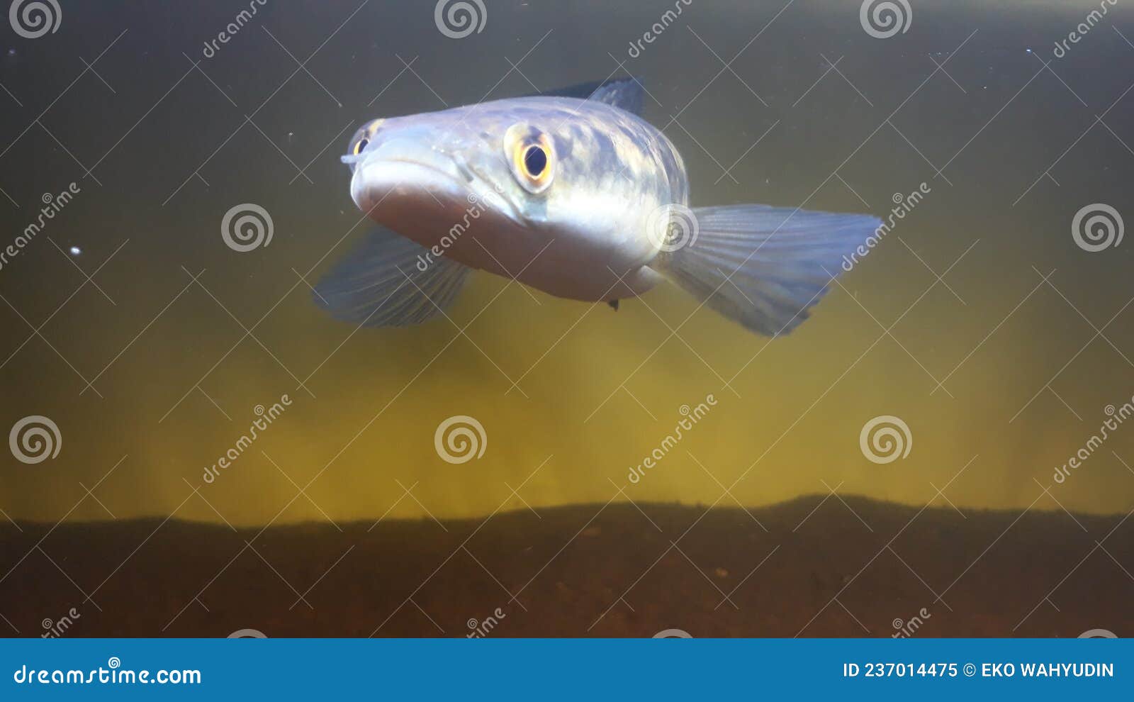 Aquarium Yellow Chana Maru Predatorfish Hobby Stock Image - Image of ...