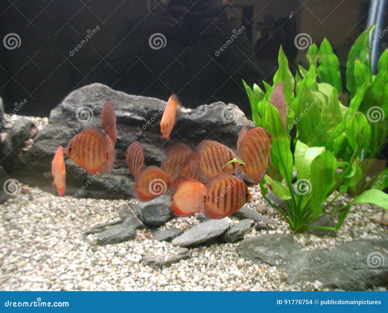 Aquariumvissen 31 Picture. Image: 91770754