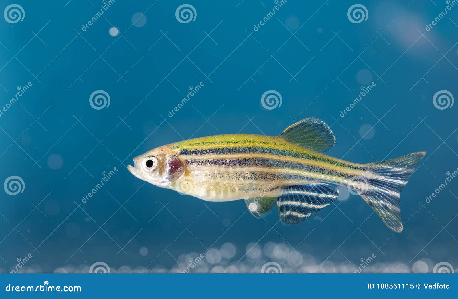 Aquariumvissen, Guppy stock afbeelding. Image of aquatisch - 108561115