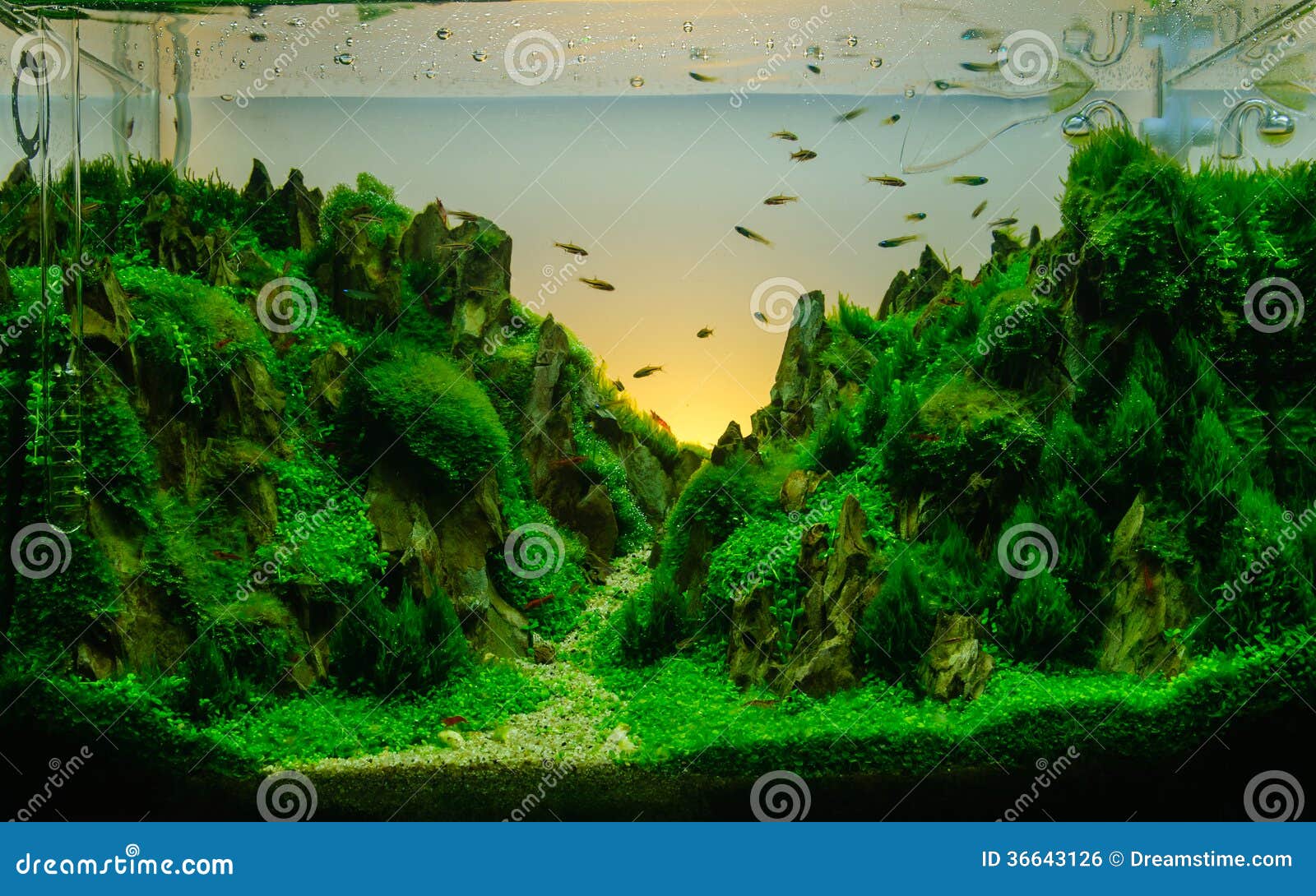 Aquascaping Del Acuario Plantado Foto de archivo - Imagen de tropical, pescados: 36643126