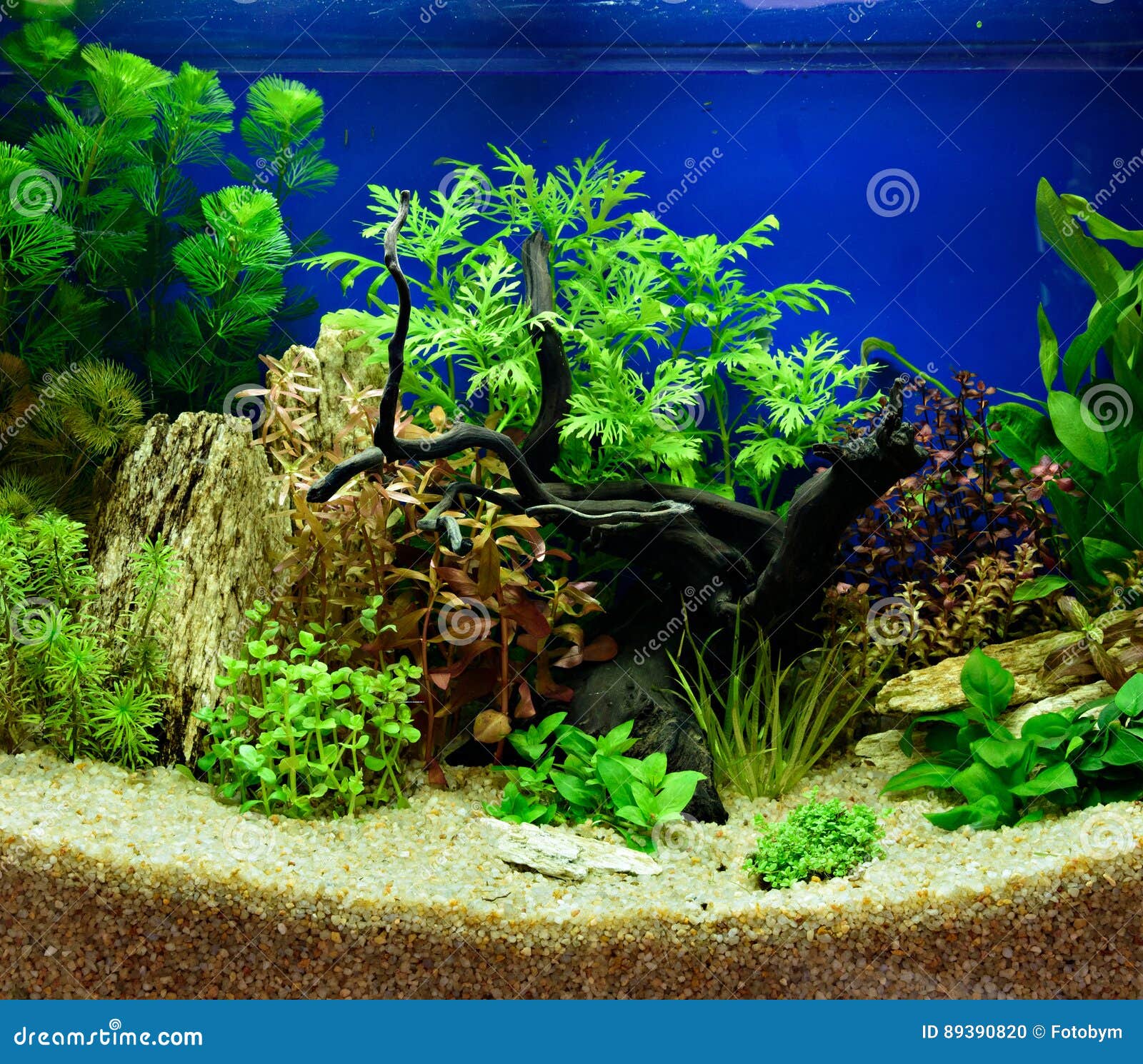 Aquascaping Del Acuario Plantado Foto de archivo - Imagen de verde, agua: 89390820