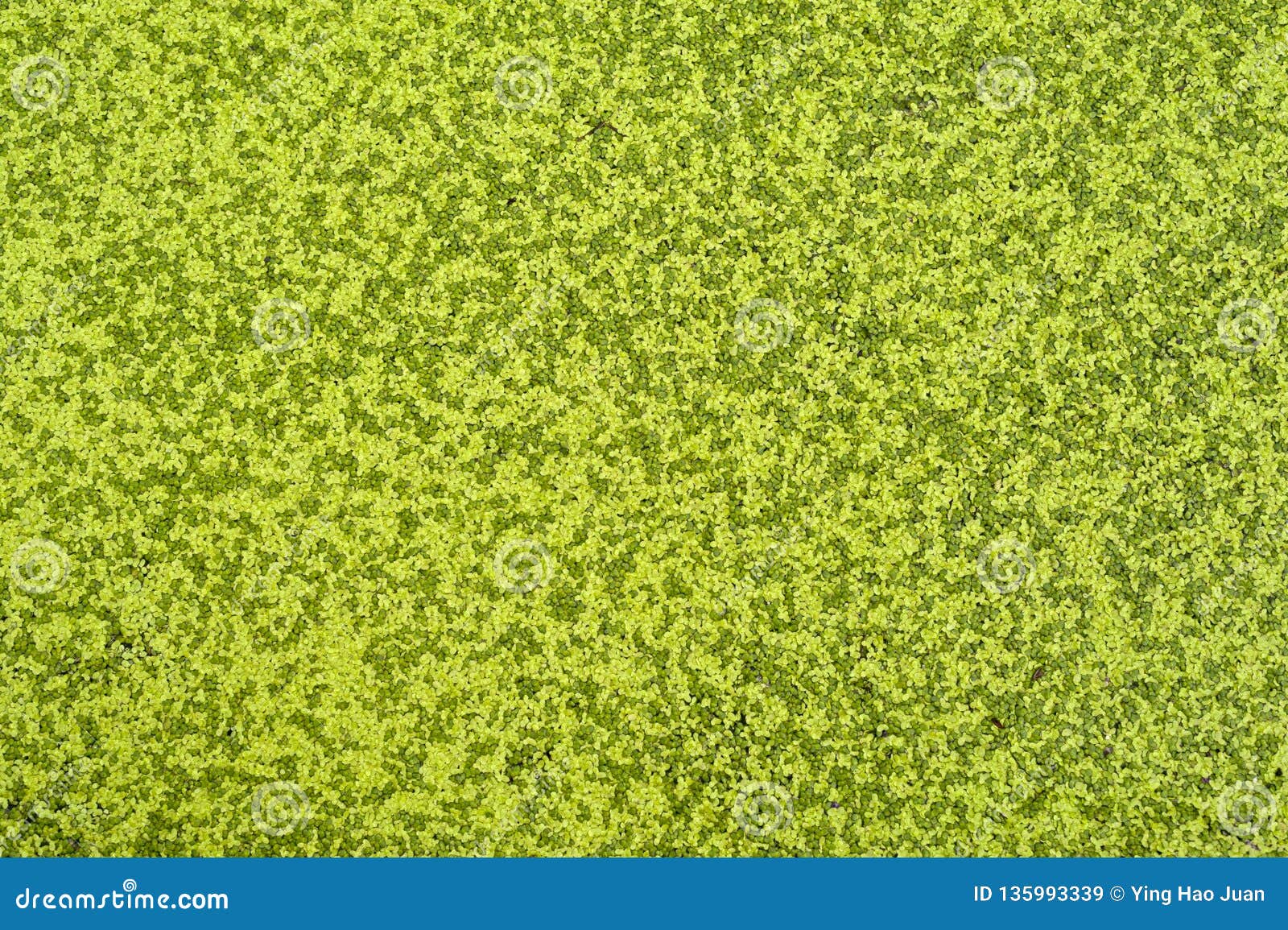 Aquatic Algae Covering the Entire Pond Stock Image - Image of algae ...