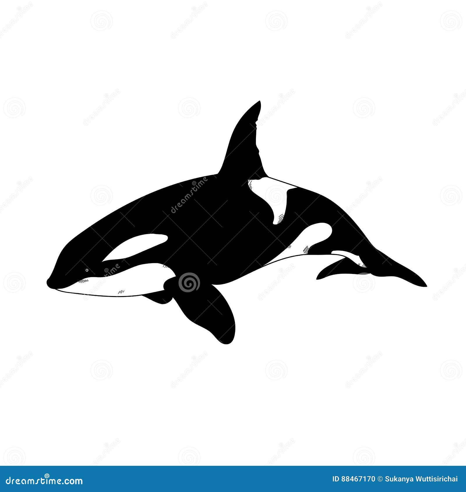 Aquatic Animals Killer Whale Drawing Illustration Stock Illustration ...